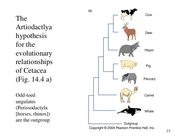 Phylogeny