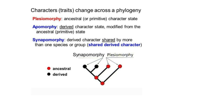 Phylogeny | PPTX