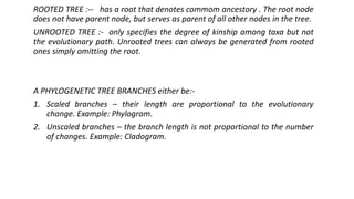 Phylogeny | PPTX