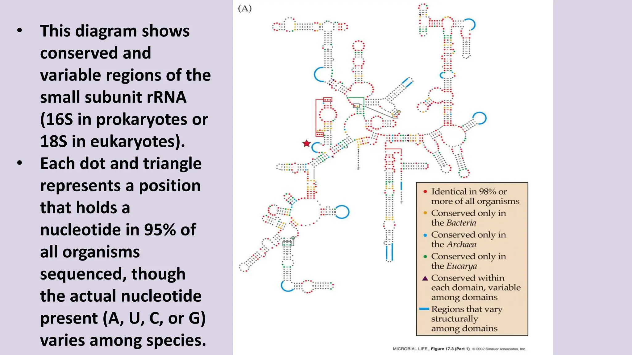 phylogeny with modern methods explanation with examples | PPT