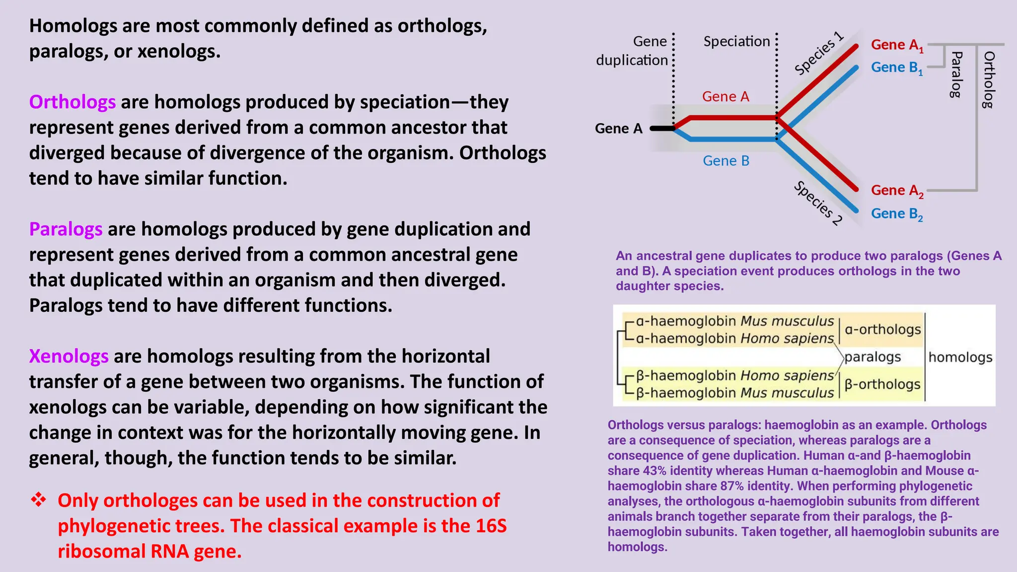 phylogeny with modern methods explanation with examples | PPT