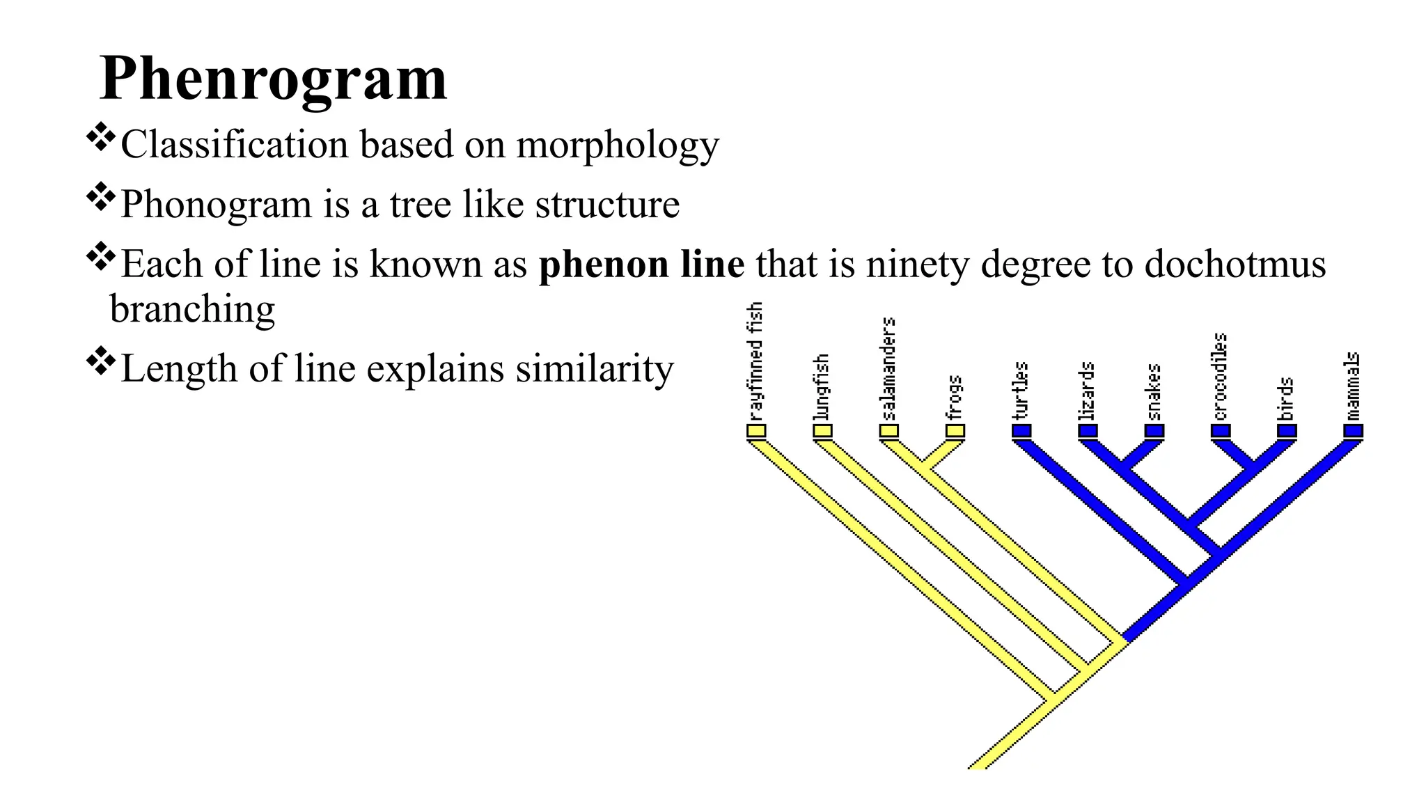 phylogeny........................................pptx