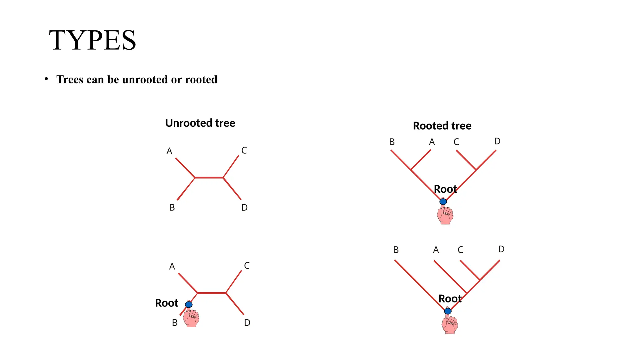 phylogeny........................................pptx