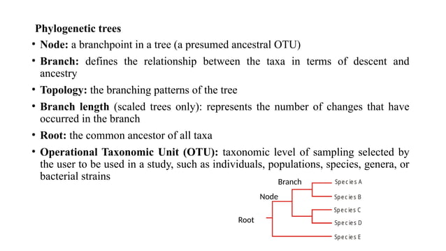 phylogeny........................................pptx