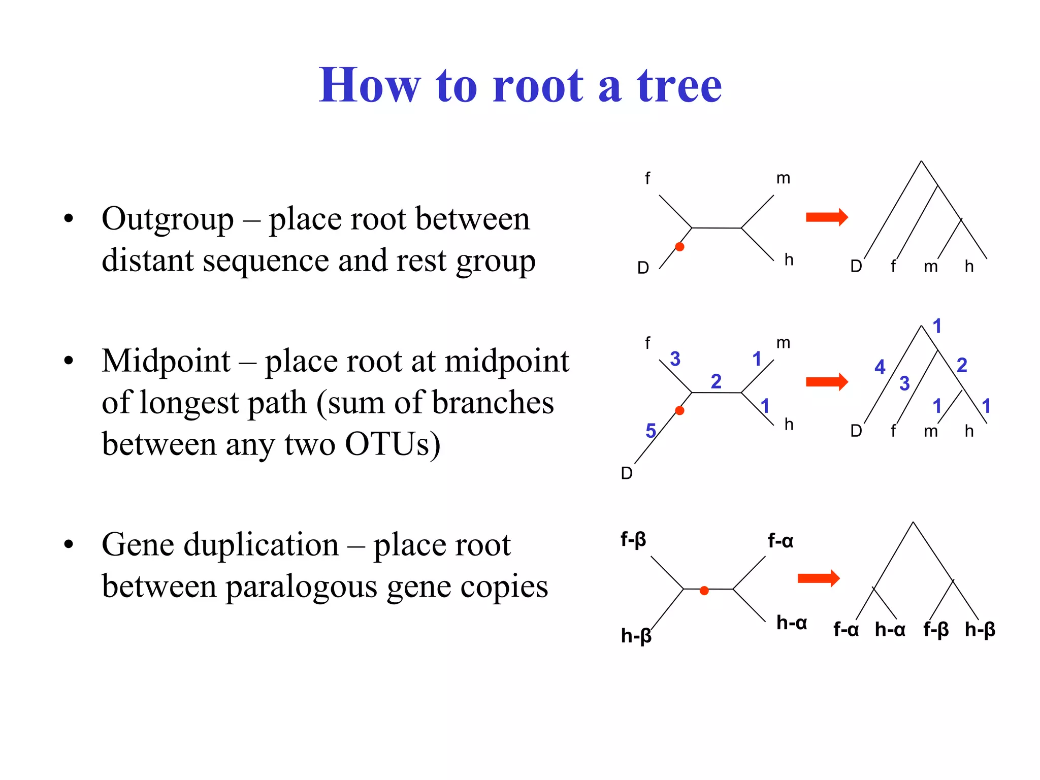 Phylogeny-Abida.pptx