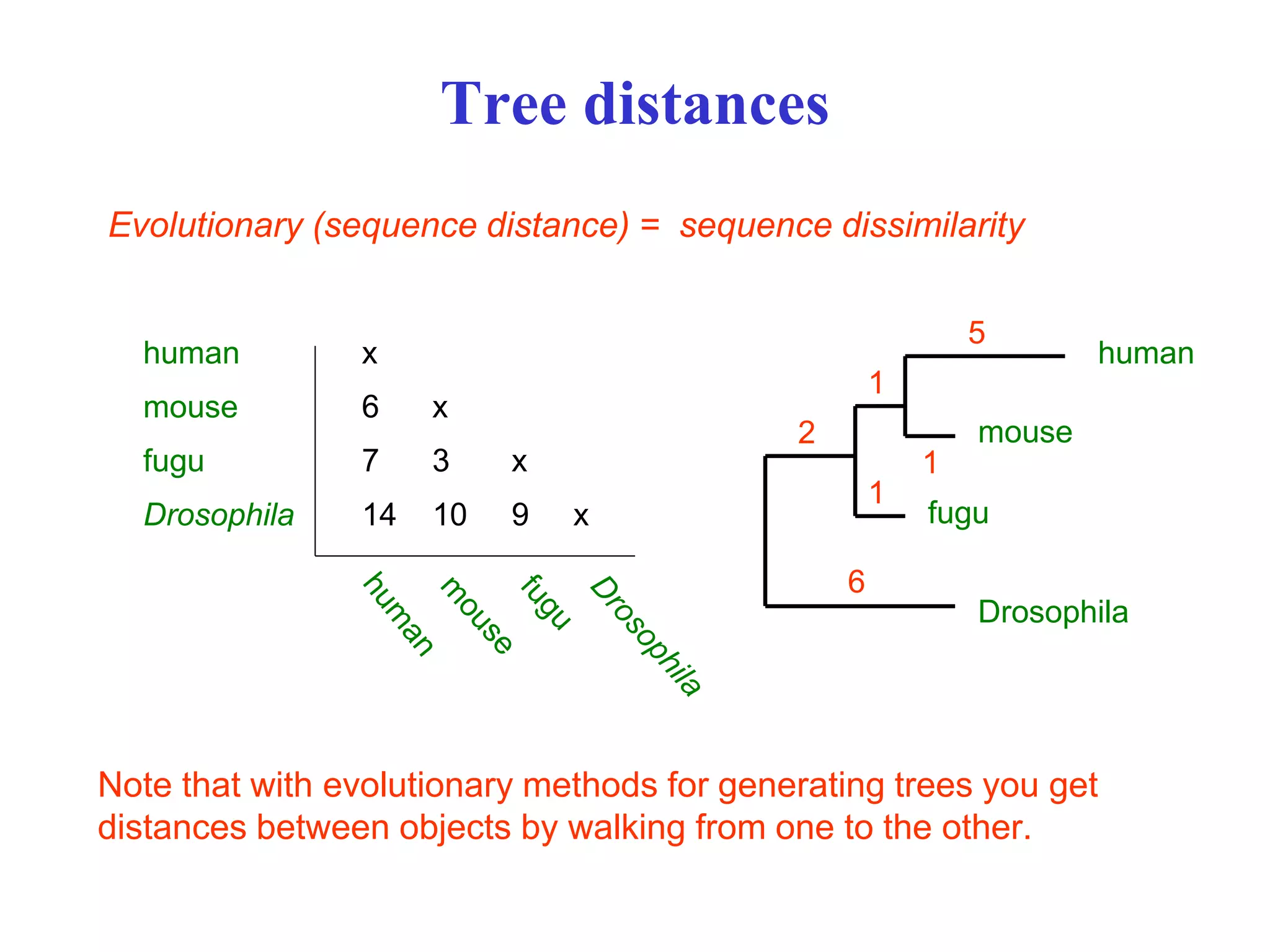 Phylogeny-Abida.pptx