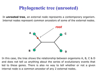 Phylogeny-Abida.pptx