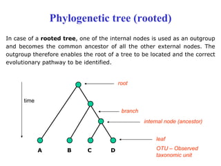 Phylogeny-Abida.pptx