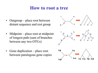 Phylogeny-Abida.pptx
