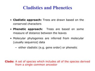 Phylogeny-Abida.pptx