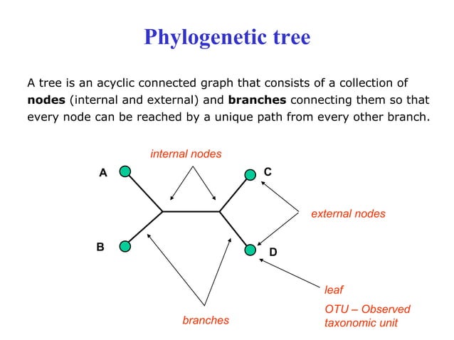 Phylogeny-Abida.pptx