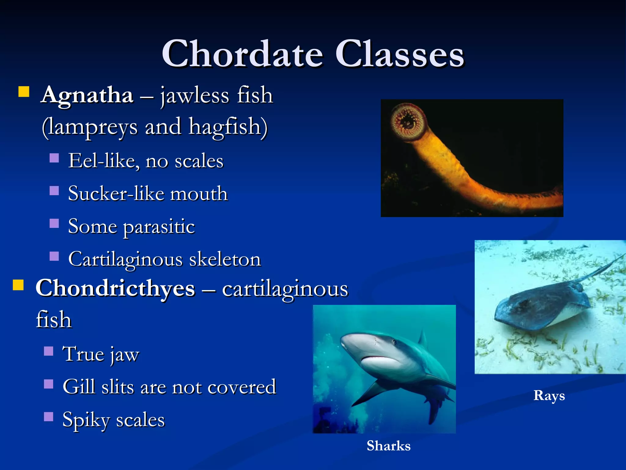 Phylogeny and chordates for moodle | PPT