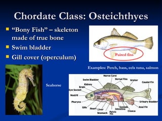 Phylogeny and chordates for moodle | PPT