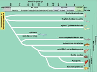 Chordate Phylogeny