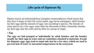 Phylogeny and disease transmission of Dipteran Fly (ppt).pptx