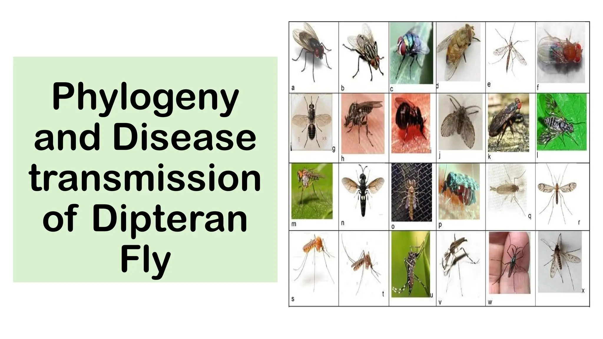 Phylogeny and disease transmission of Dipteran Fly (ppt).pptx