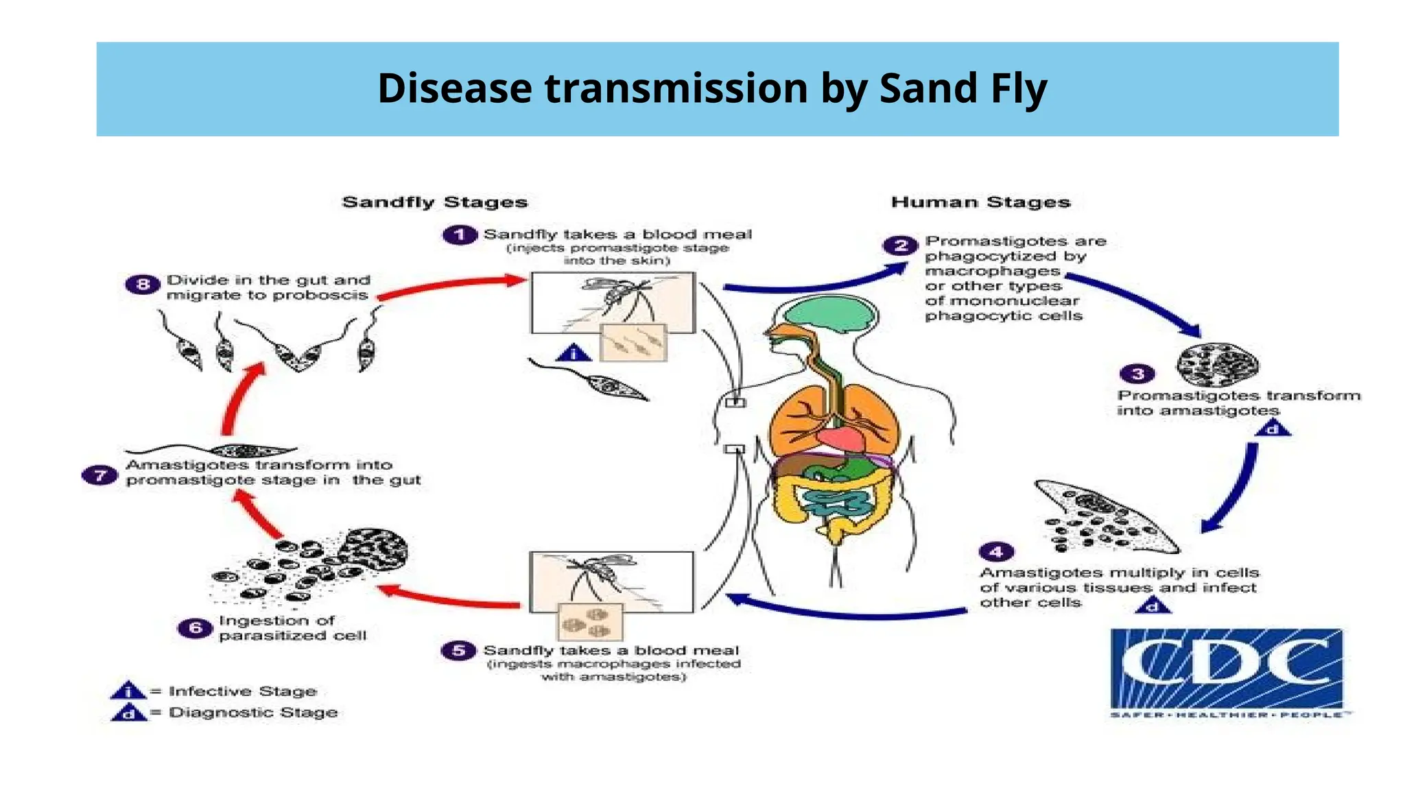 Phylogeny and disease transmission of Dipteran Fly (ppt).pptx