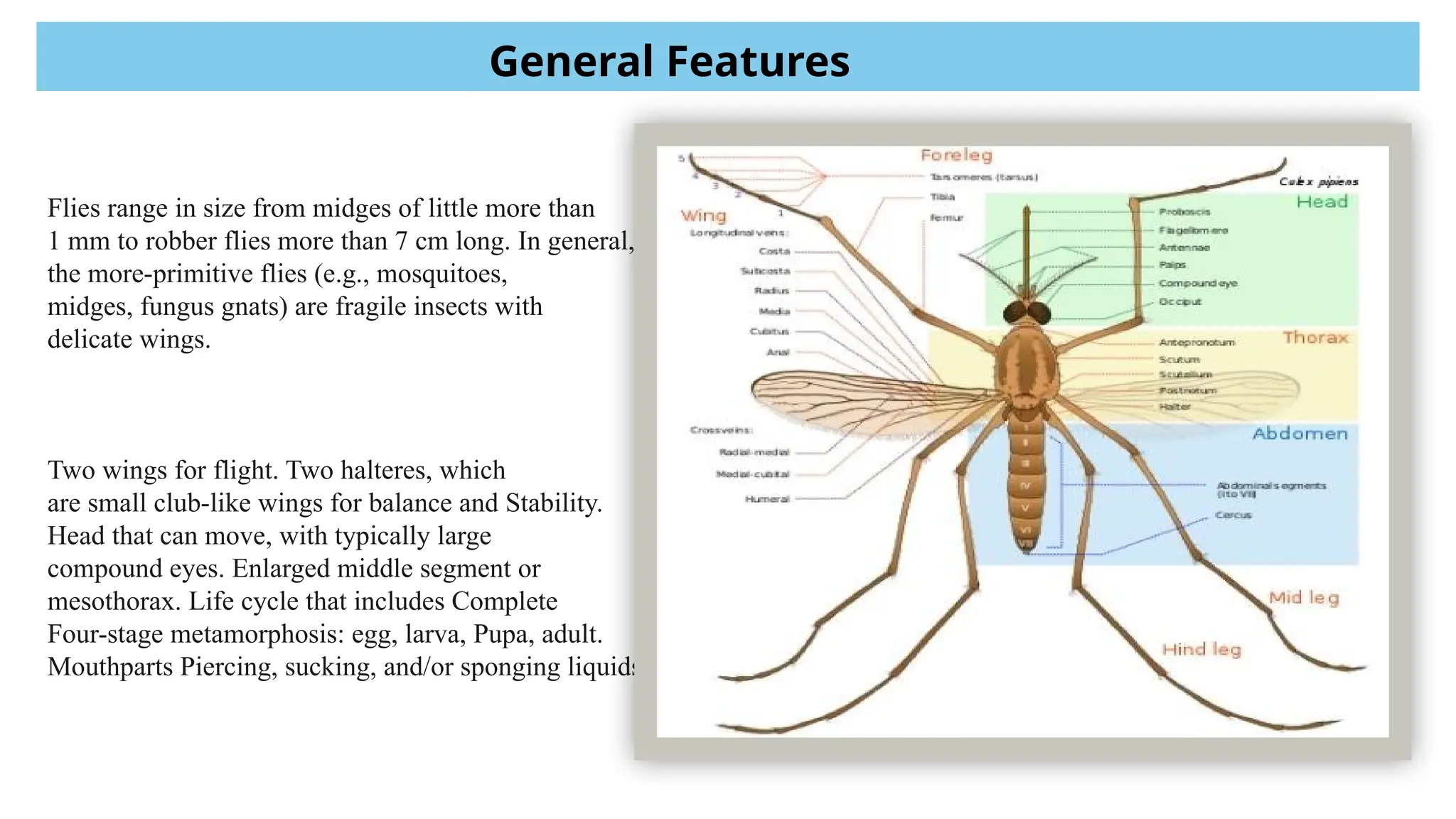 Phylogeny and disease transmission of Dipteran Fly (ppt).pptx