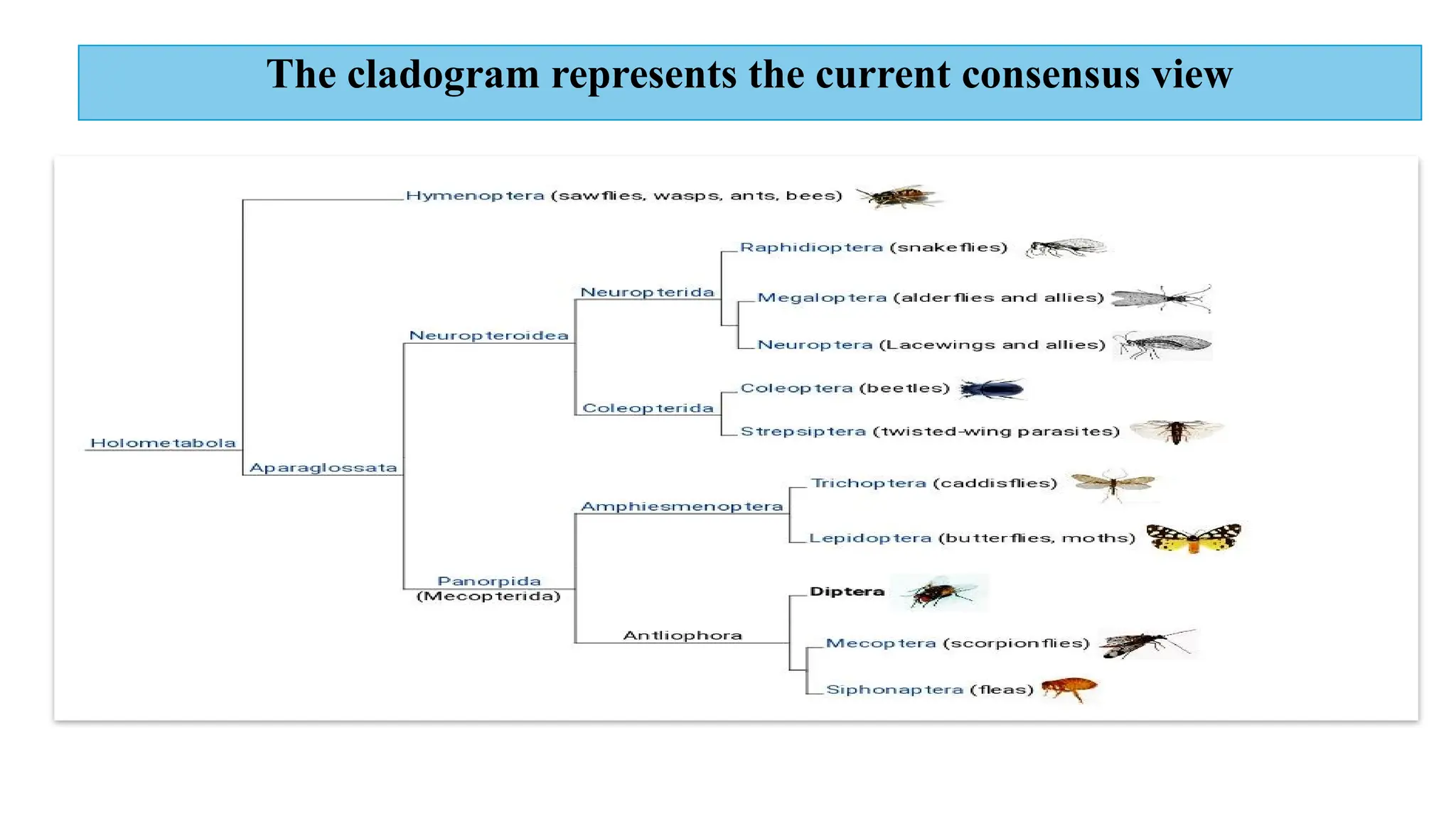 Phylogeny and disease transmission of Dipteran Fly (ppt).pptx
