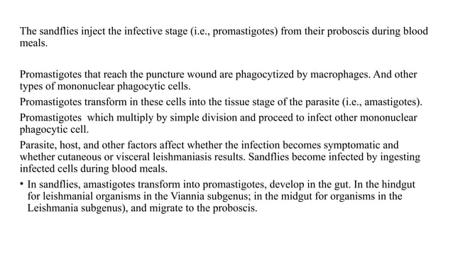Phylogeny and disease transmission of Dipteran Fly (ppt).pptx