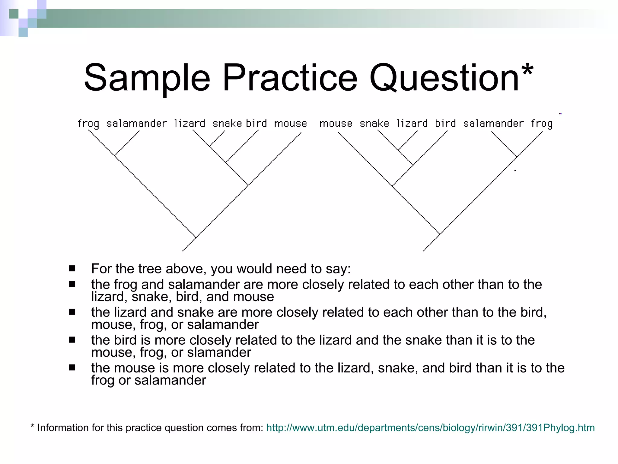 Phylogeny & classification | PPT