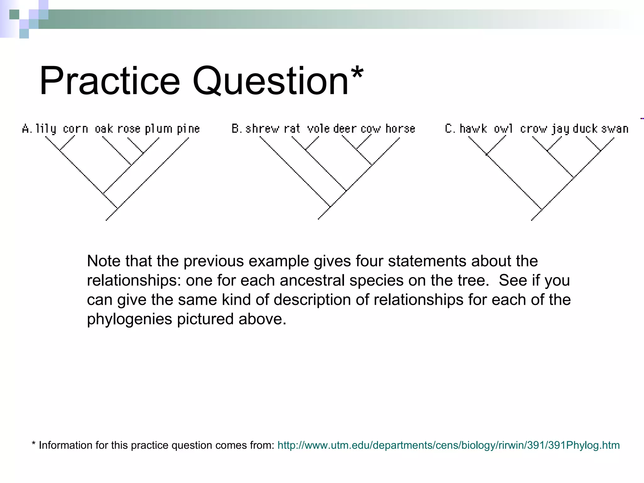 Phylogeny & classification | PPT