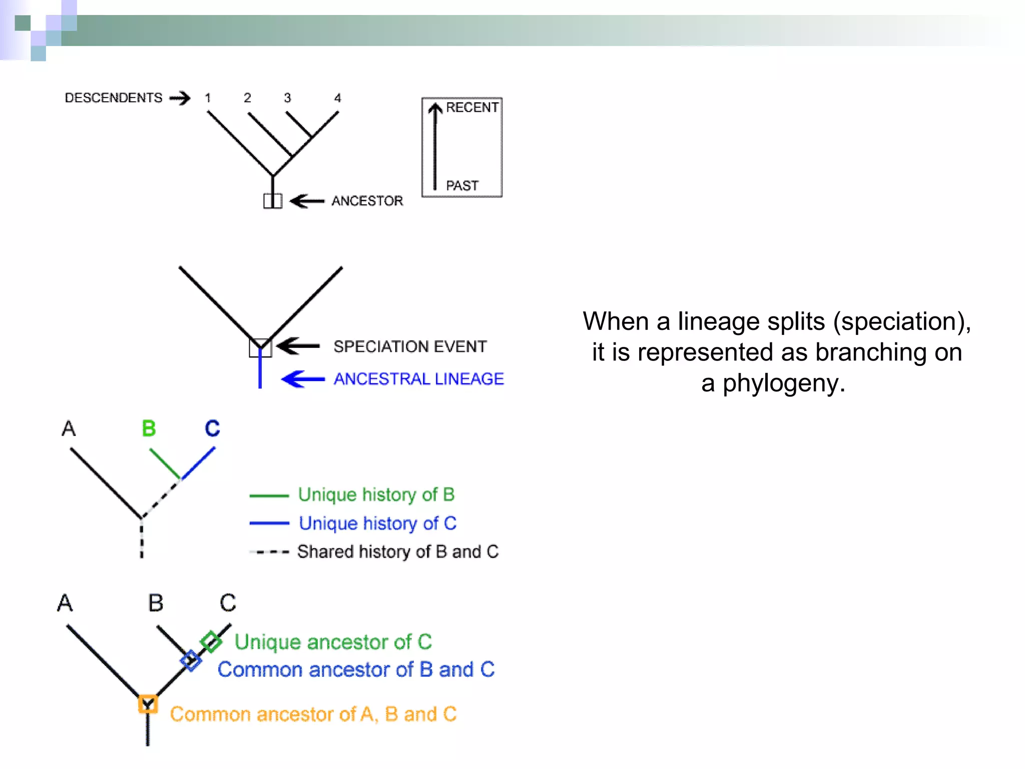 Phylogeny & classification | PPT