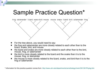 Phylogeny & classification | PPT