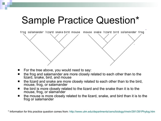 Phylogeny & classification | PPT | Biological Sciences | Science