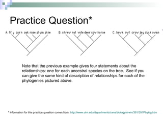 Phylogeny & classification | PPT