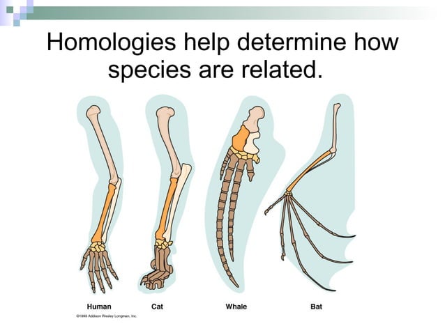 Phylogeny & classification | PPT | Biological Sciences | Science