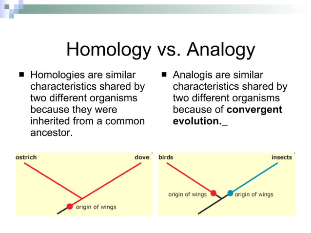 Phylogeny & classification | PPT | Biological Sciences | Science