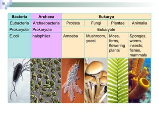 Phylogeny & classification | PPT