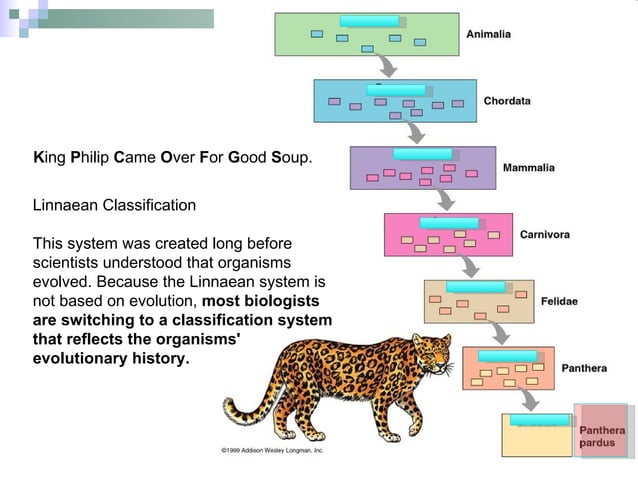 Phylogeny & classification | PPT | Biological Sciences | Science