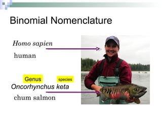 Phylogeny & classification | PPT