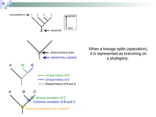 Phylogeny & classification | PPT