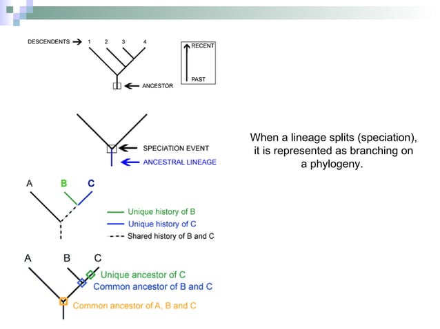 Phylogeny & classification | PPT | Biological Sciences | Science