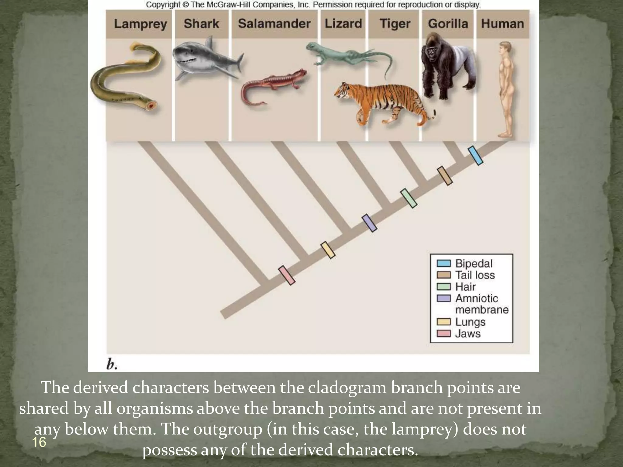 Phylogeny & development | PPT