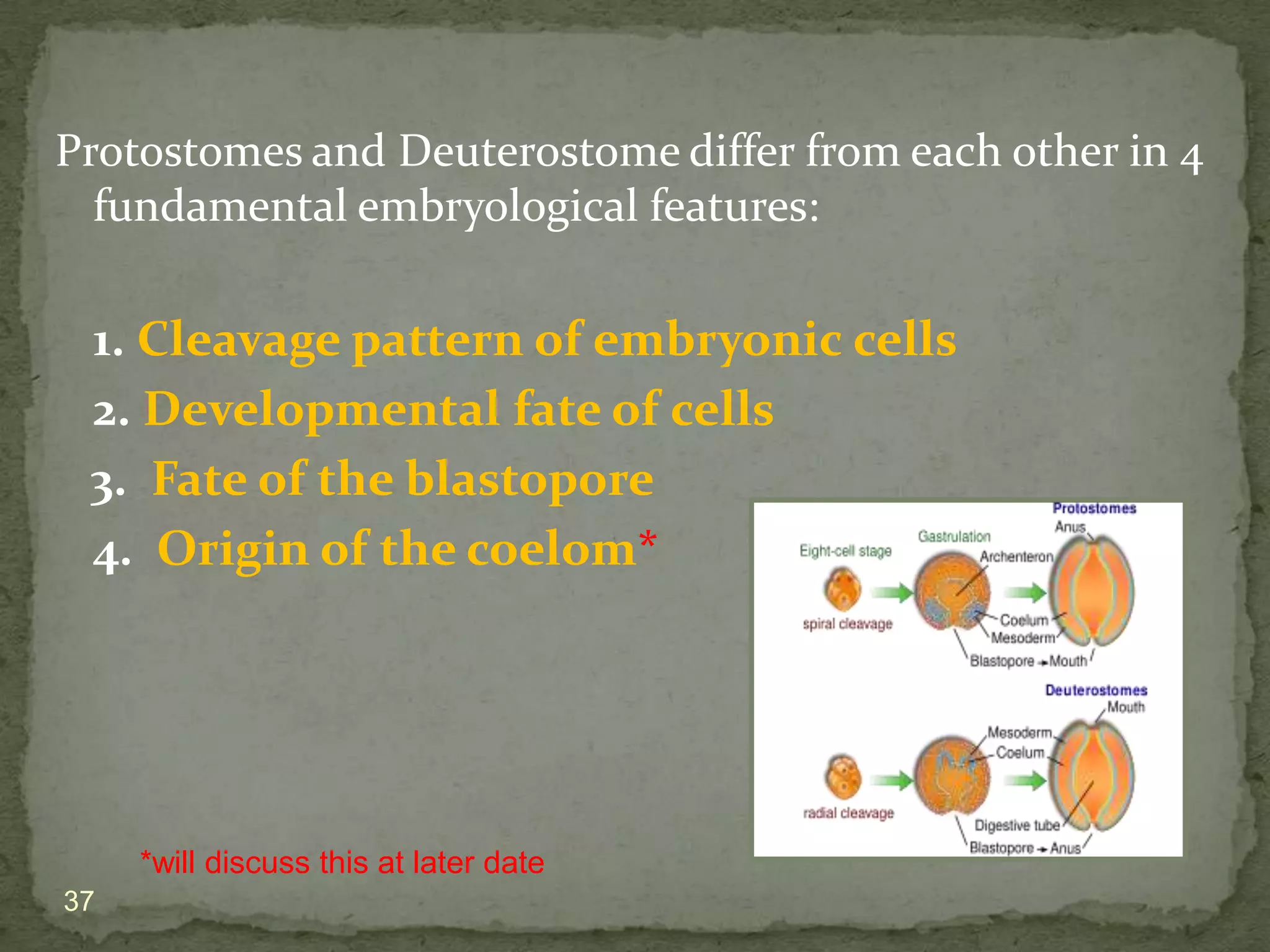Phylogeny & development | PPT