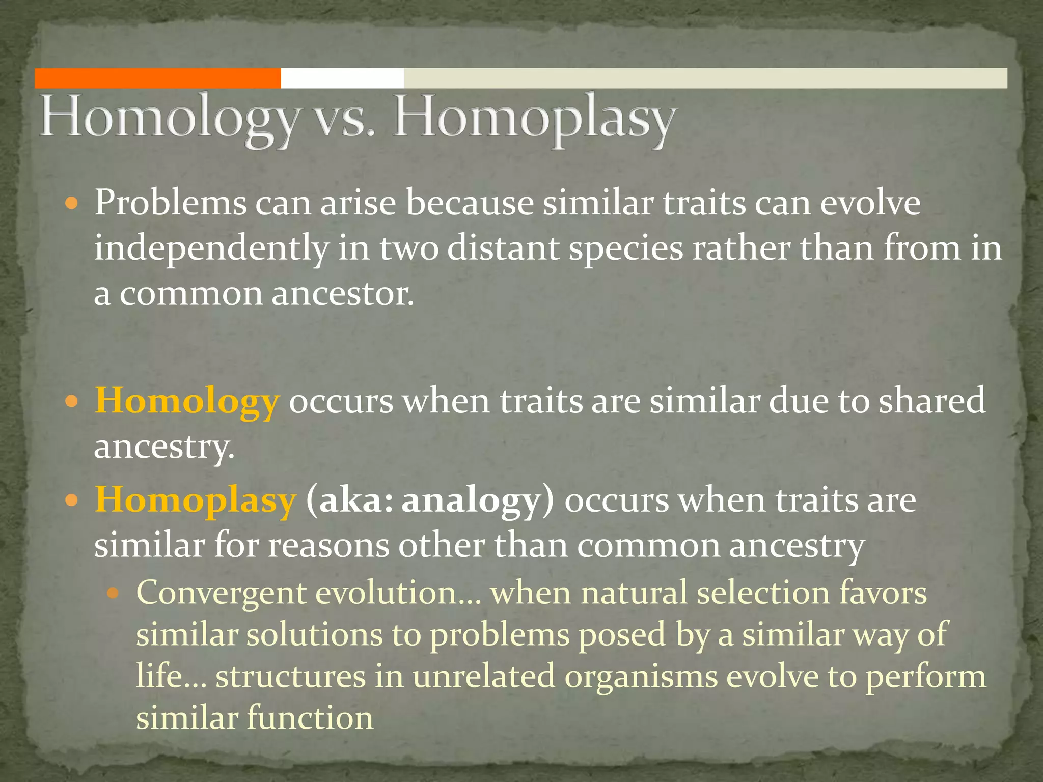 Phylogeny & development | PPT