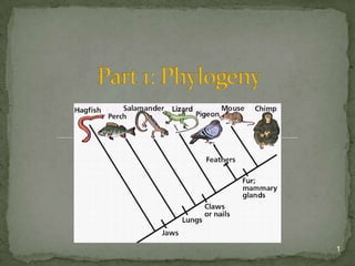 Phylogeny & development | PPT