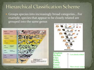 Phylogeny & development | PPT