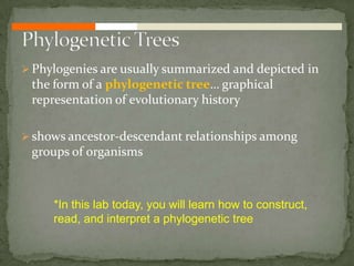 Phylogeny & development | PPT