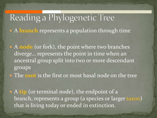 Phylogeny & development | PPT
