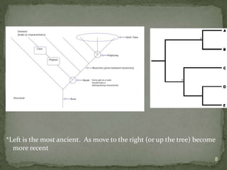 Phylogeny & development | PPT