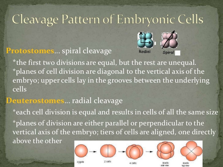 Difference between spiral and radial cleavage - stepsjza