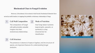 Evolution and Phylogeny of fungi- An Evolutionary history of fungi | PPTX