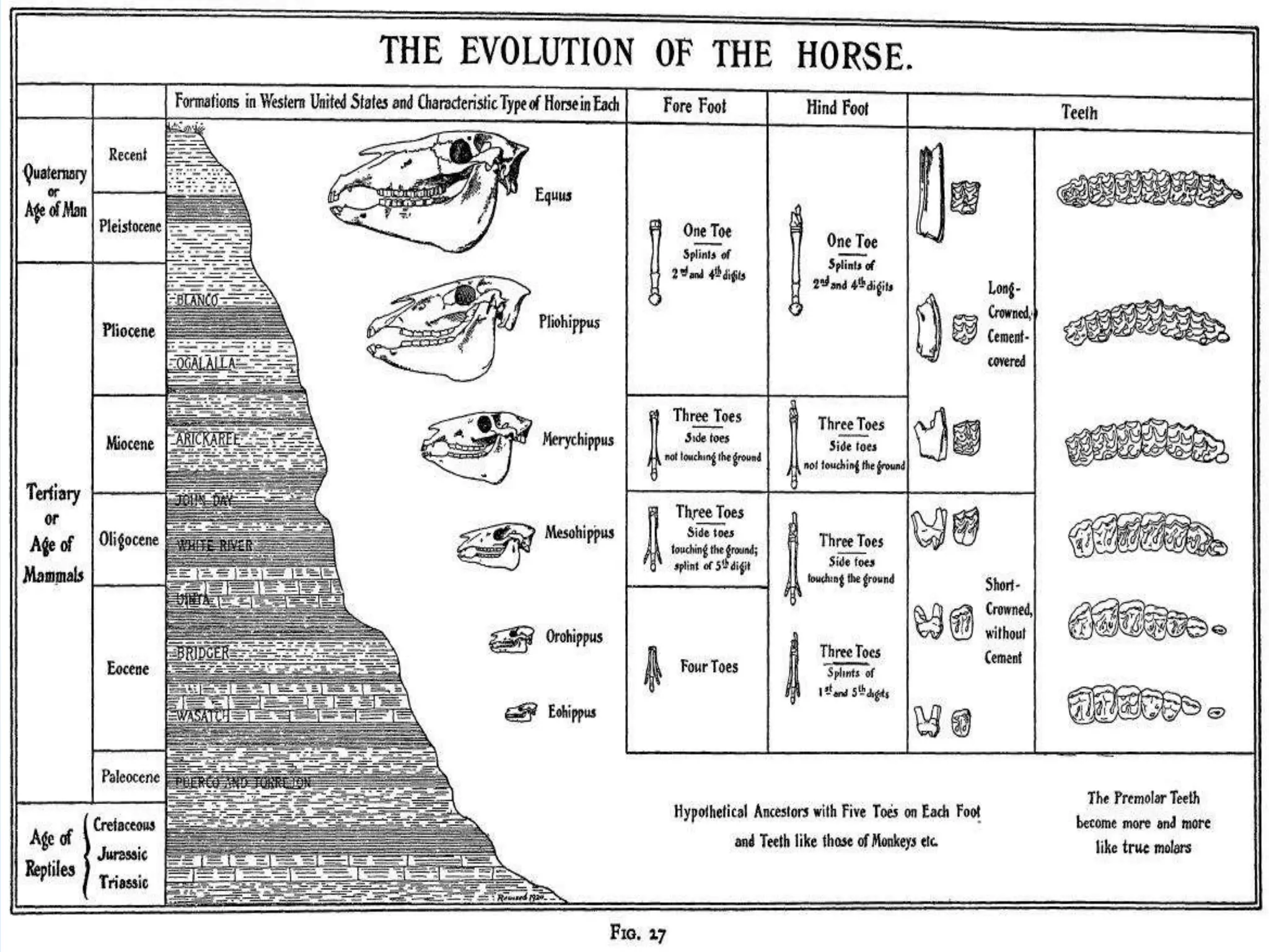 Phylogeny of horse | PPTX