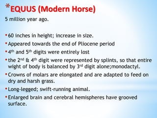 Phylogeny of horse | PPTX