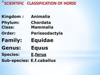 Phylogeny of horse | PPTX